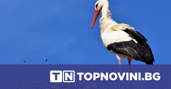 Камери излъчват на живо от щъркелови гнезда в страната